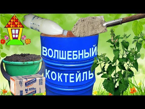 ПРОСТОЕ НАРОДНОЕ СРЕДСТВО, ЧТОБЫ ПОМИДОРЫ БЫСТРО РОСЛИ И ХОРОШО ...